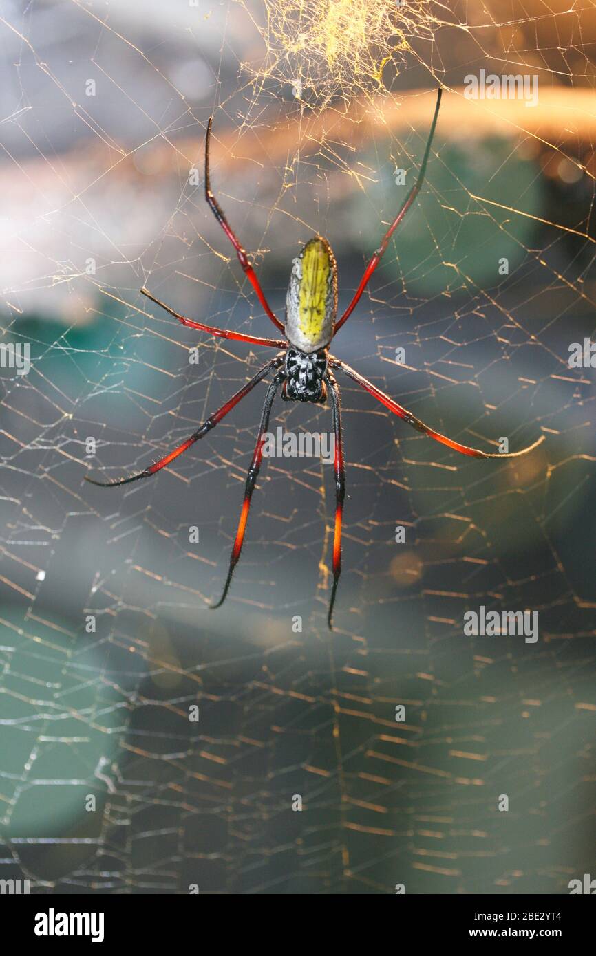 Gattung der goldenen kugelnetzspinnen -Fotos und -Bildmaterial in hoher ...