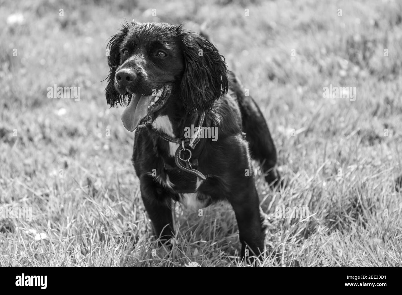 Schwarz brauner cockerspaniel -Fotos und -Bildmaterial in hoher ...