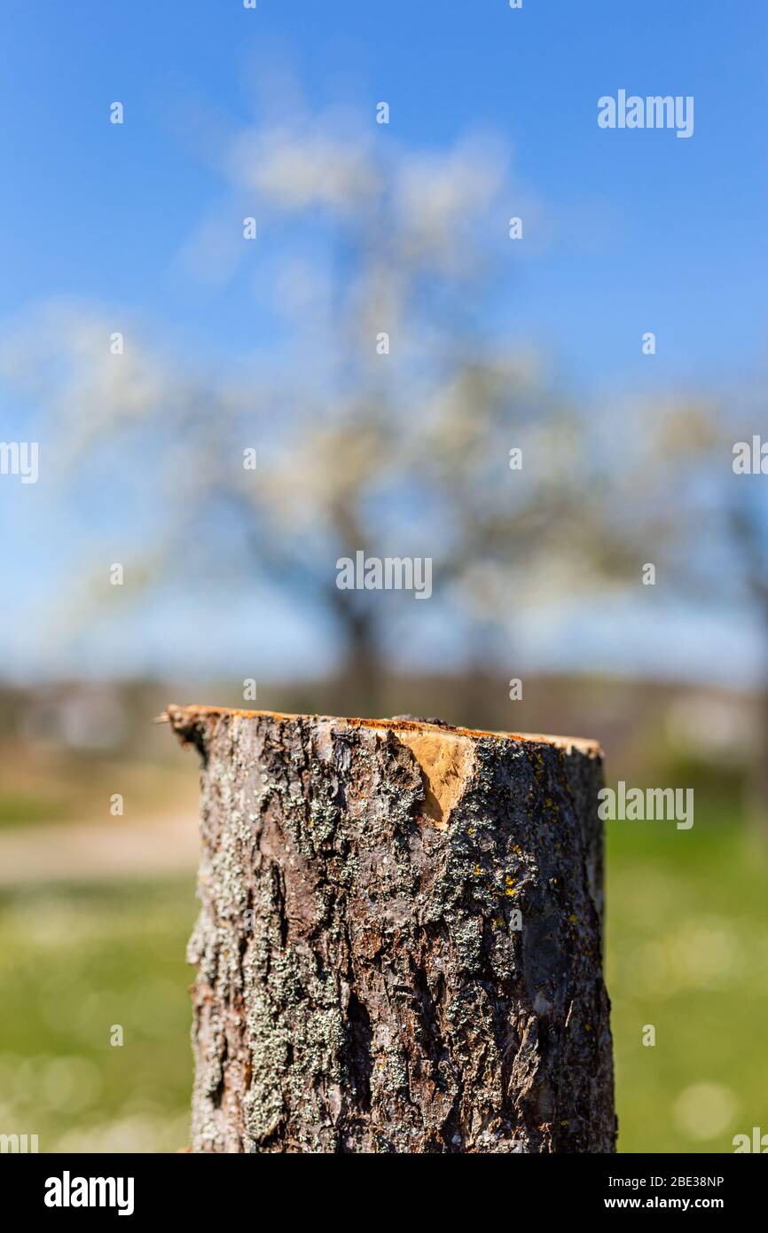 Baumstumpf im gras -Fotos und -Bildmaterial in hoher Auflösung – Alamy