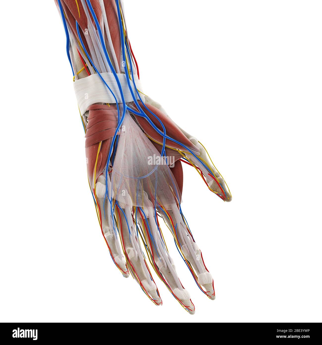 Anatomie der Hand, Illustration Stockfotografie - Alamy