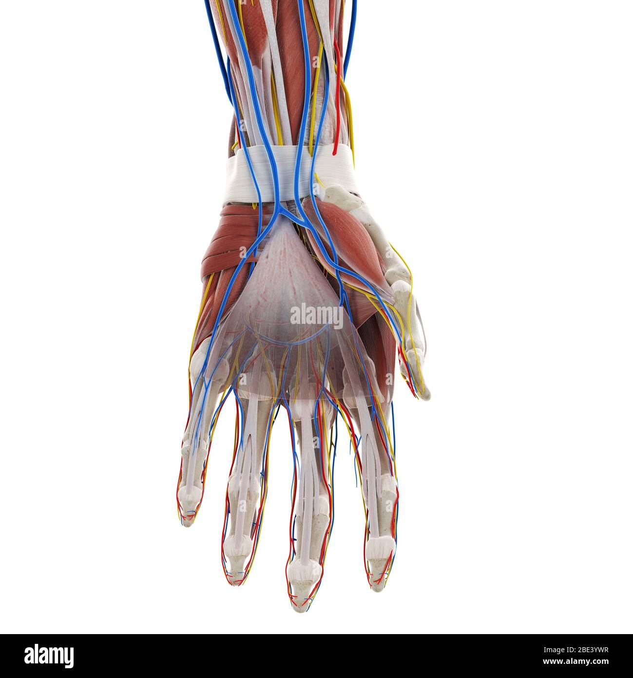 Anatomie der Hand, Illustration Stockfotografie - Alamy