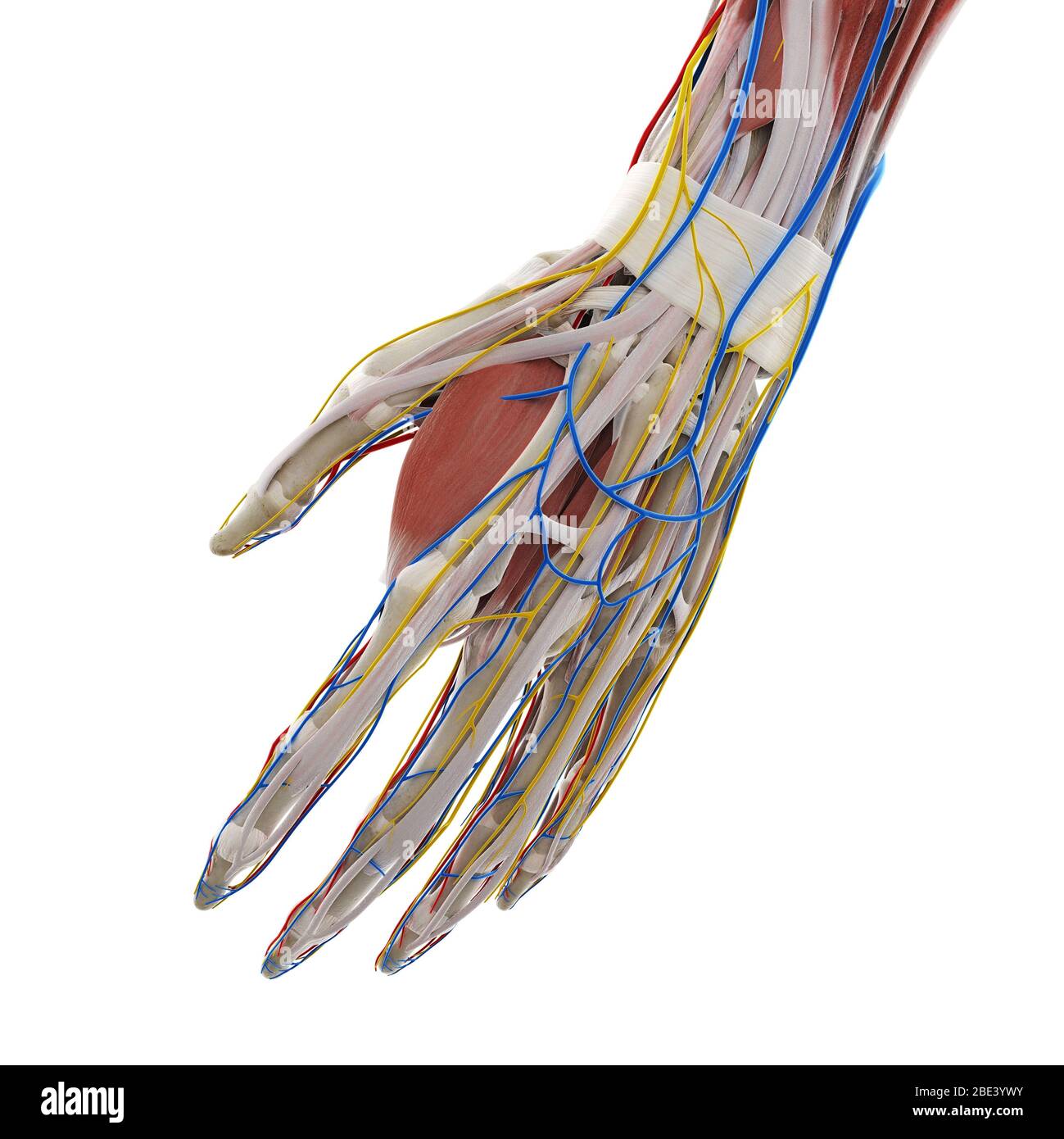 Anatomie der Hand, Illustration Stockfotografie - Alamy