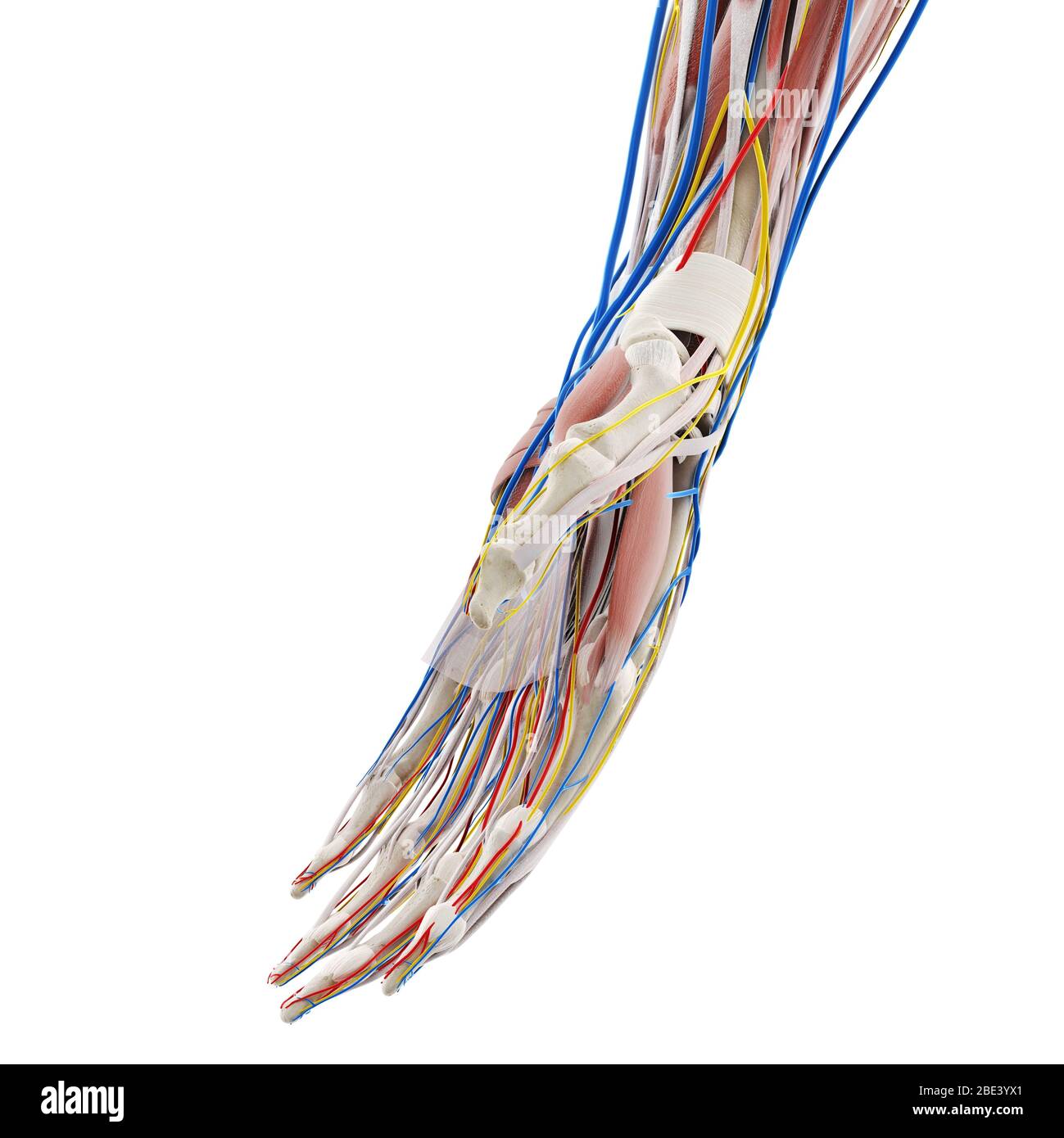 Anatomie der Hand, Illustration Stockfotografie - Alamy