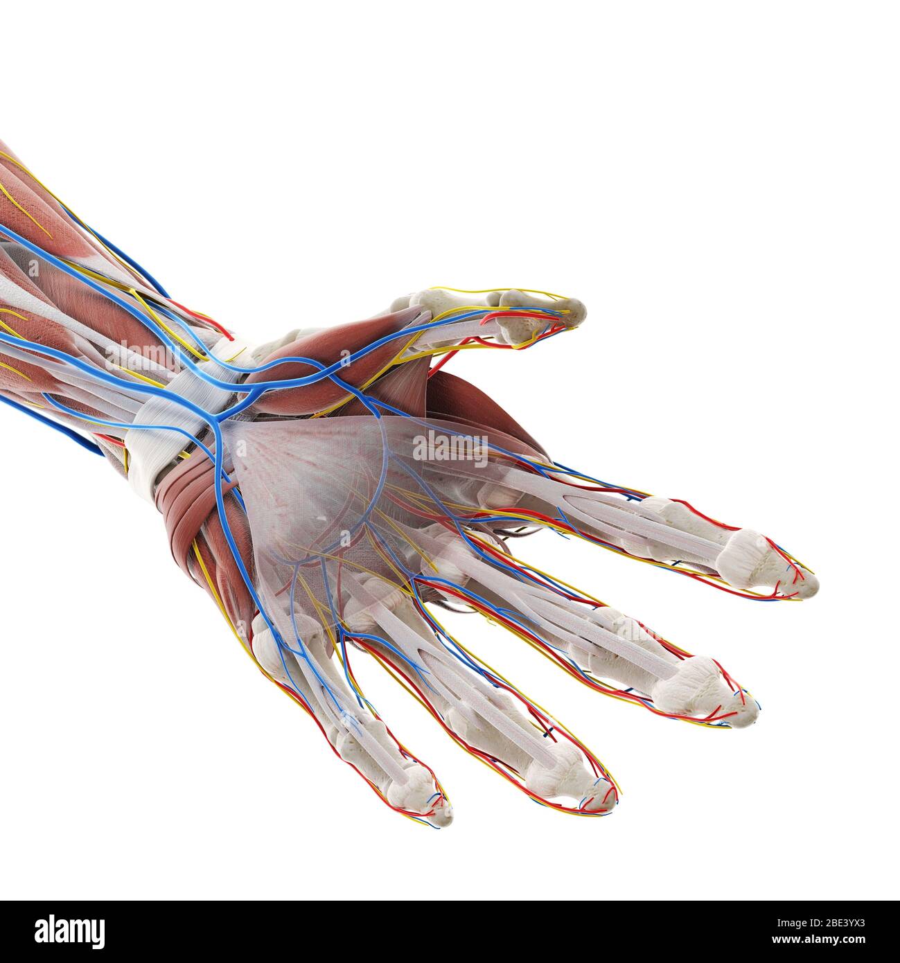 Anatomie der Hand, Illustration Stockfotografie - Alamy