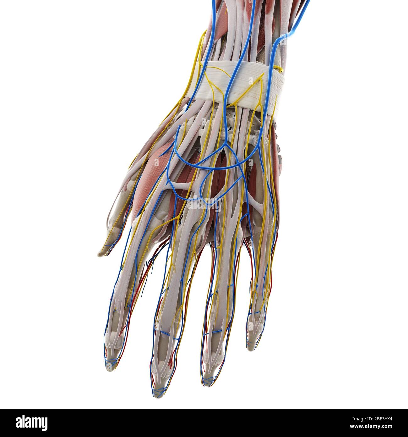 Anatomie der Hand, Illustration Stockfotografie - Alamy