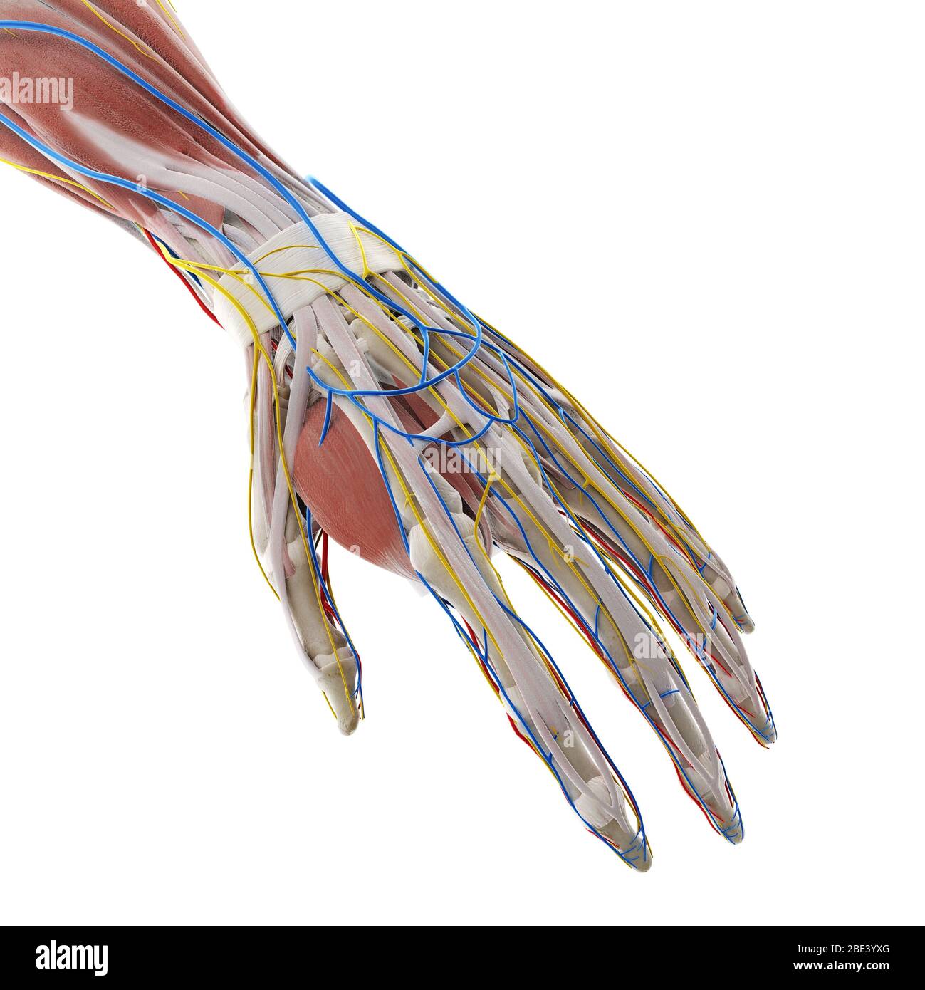Anatomie der Hand, Illustration Stockfotografie - Alamy