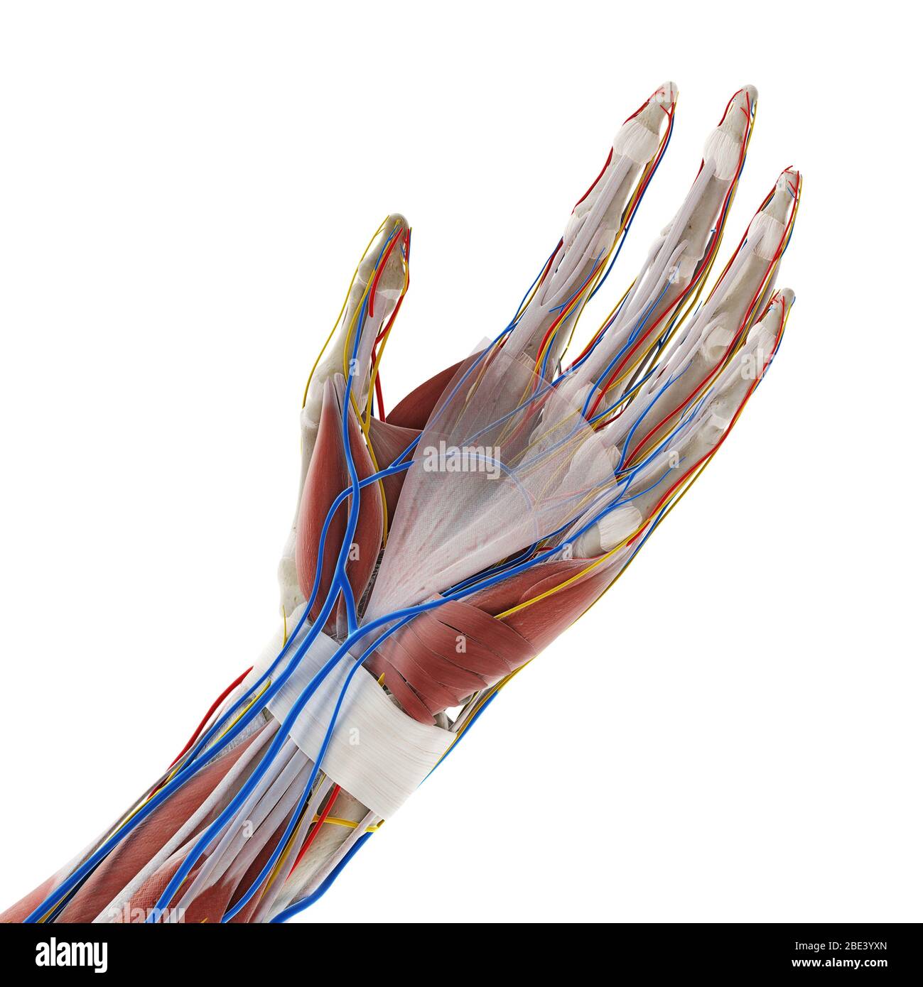 Anatomie der Hand, Illustration Stockfotografie - Alamy