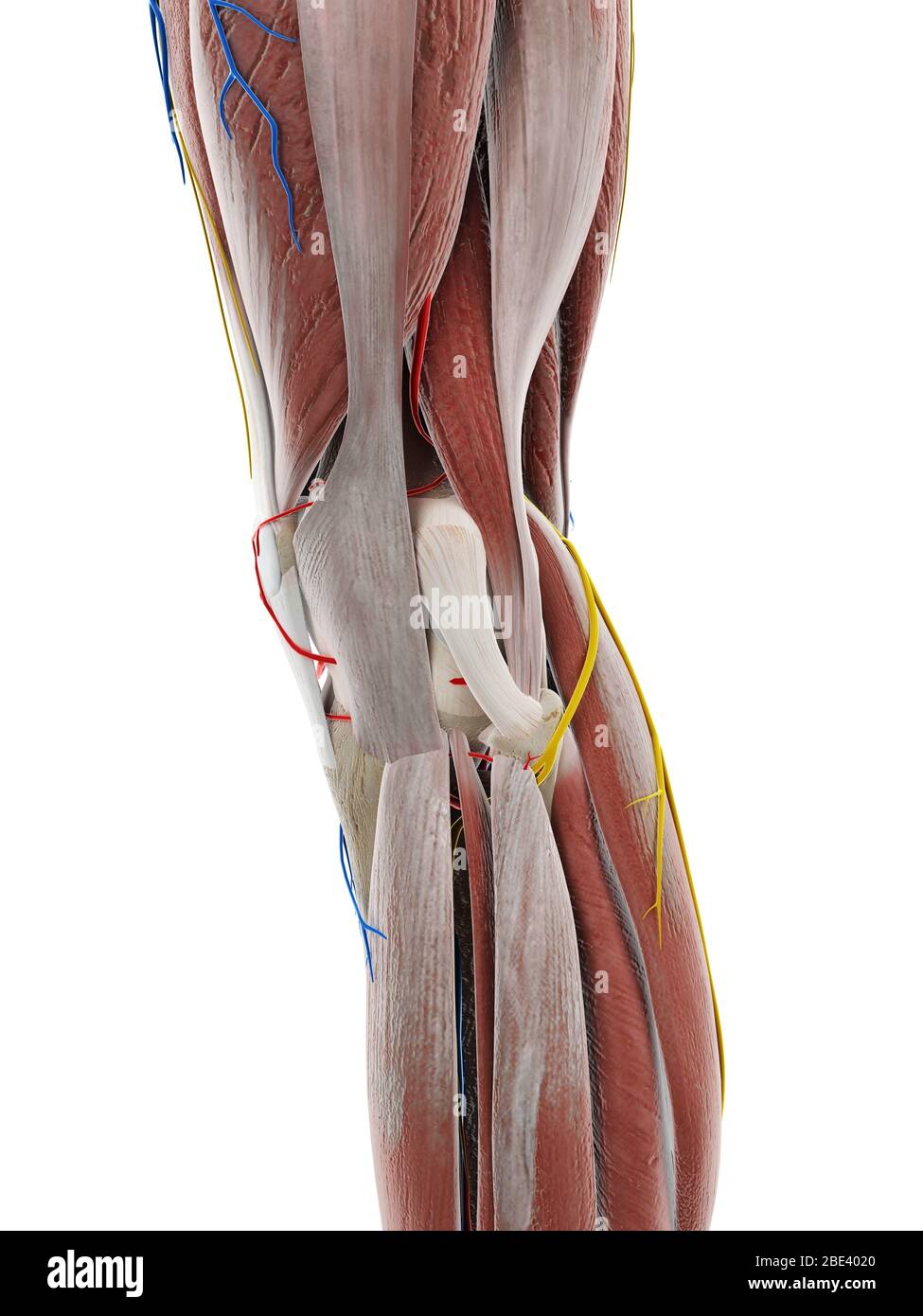 Anatomie des Knies, Illustration Stockfotografie - Alamy