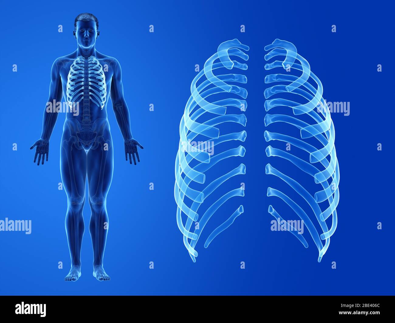 Menschliche rippen -Fotos und -Bildmaterial in hoher Auflösung – Alamy