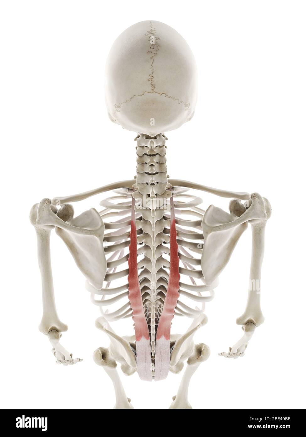 Musculus longissimus thoracis, Abbildung Stockfotografie - Alamy