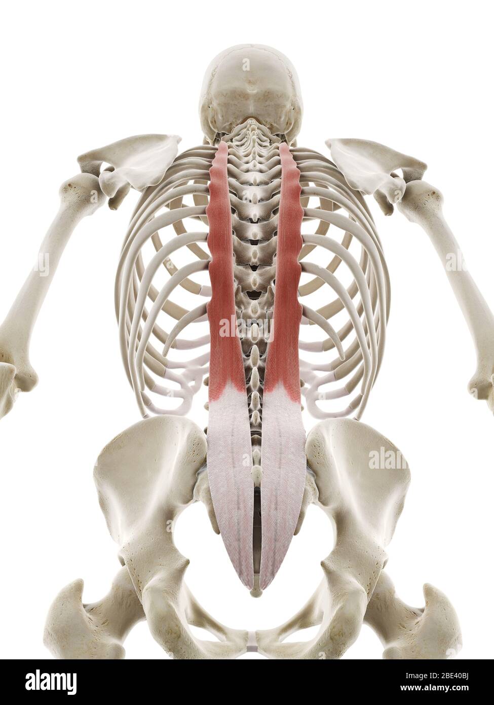 Musculus longissimus thoracis, Abbildung Stockfotografie - Alamy