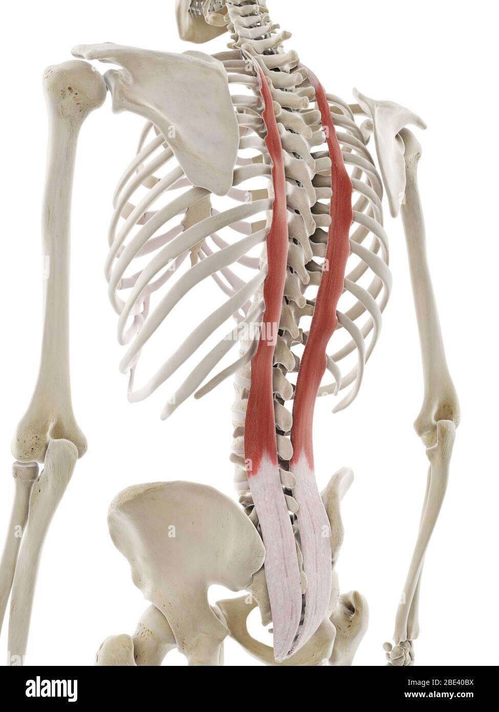 Musculus longissimus thoracis, Abbildung Stockfotografie - Alamy