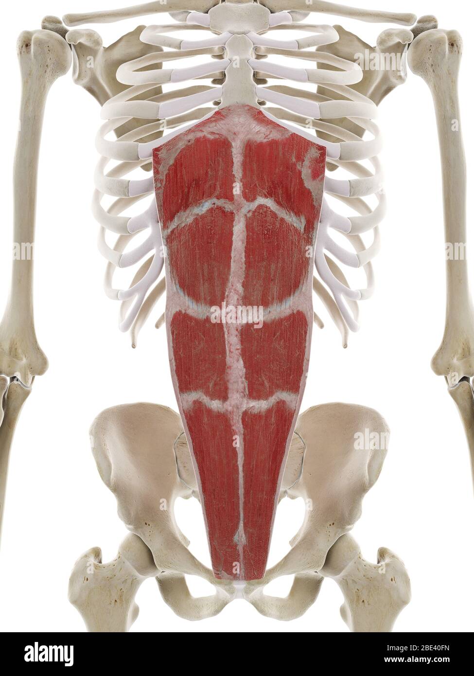 Rectus abdominis muscle -Fotos und -Bildmaterial in hoher Auflösung – Alamy