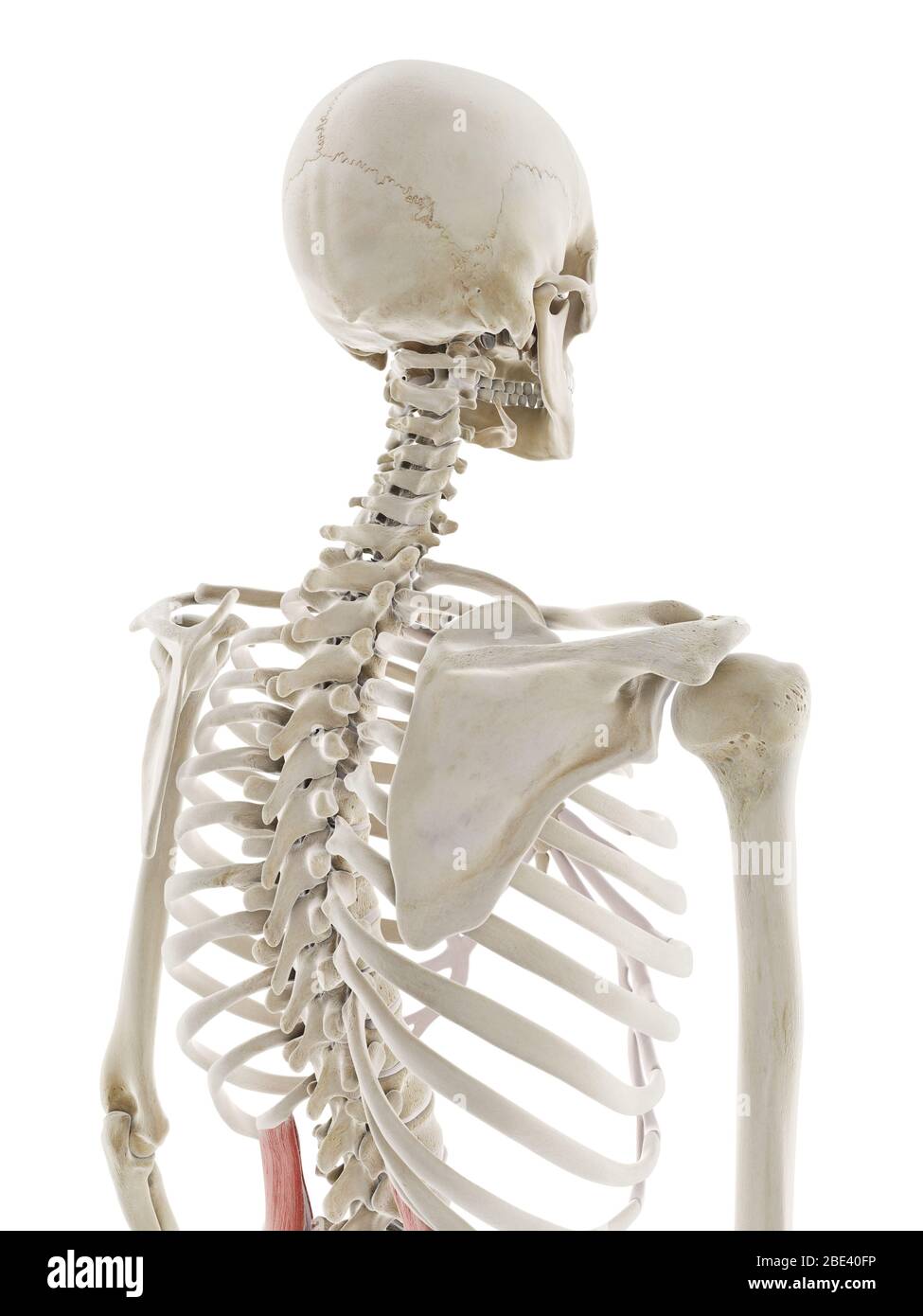 Quadratus lumborum -Fotos und -Bildmaterial in hoher Auflösung – Alamy