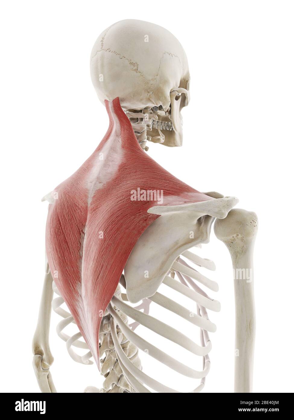 Musculus Trapezius, Abbildung Stockfotografie - Alamy