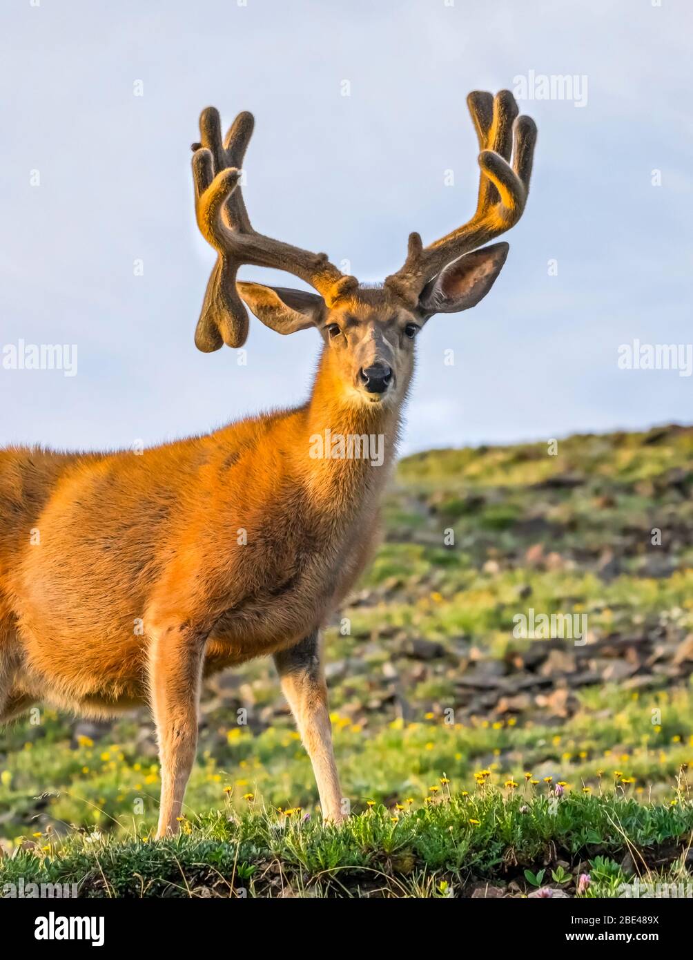 Nahaufnahme von maultierhirsch -Fotos und -Bildmaterial in hoher ...