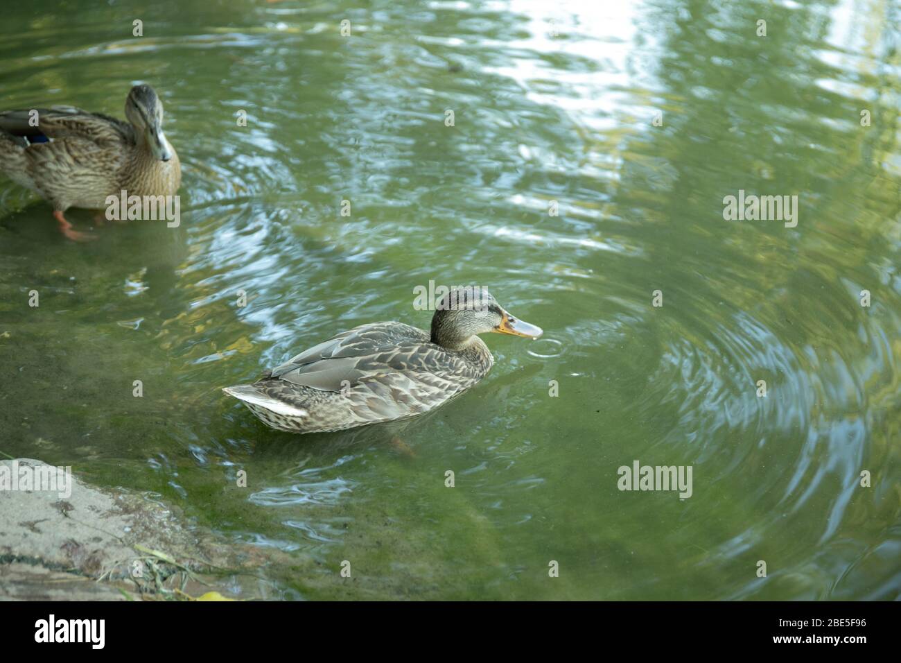 Enten schwimmen auf dem See. Wunderschöne Natur. Natur und Tiere ...