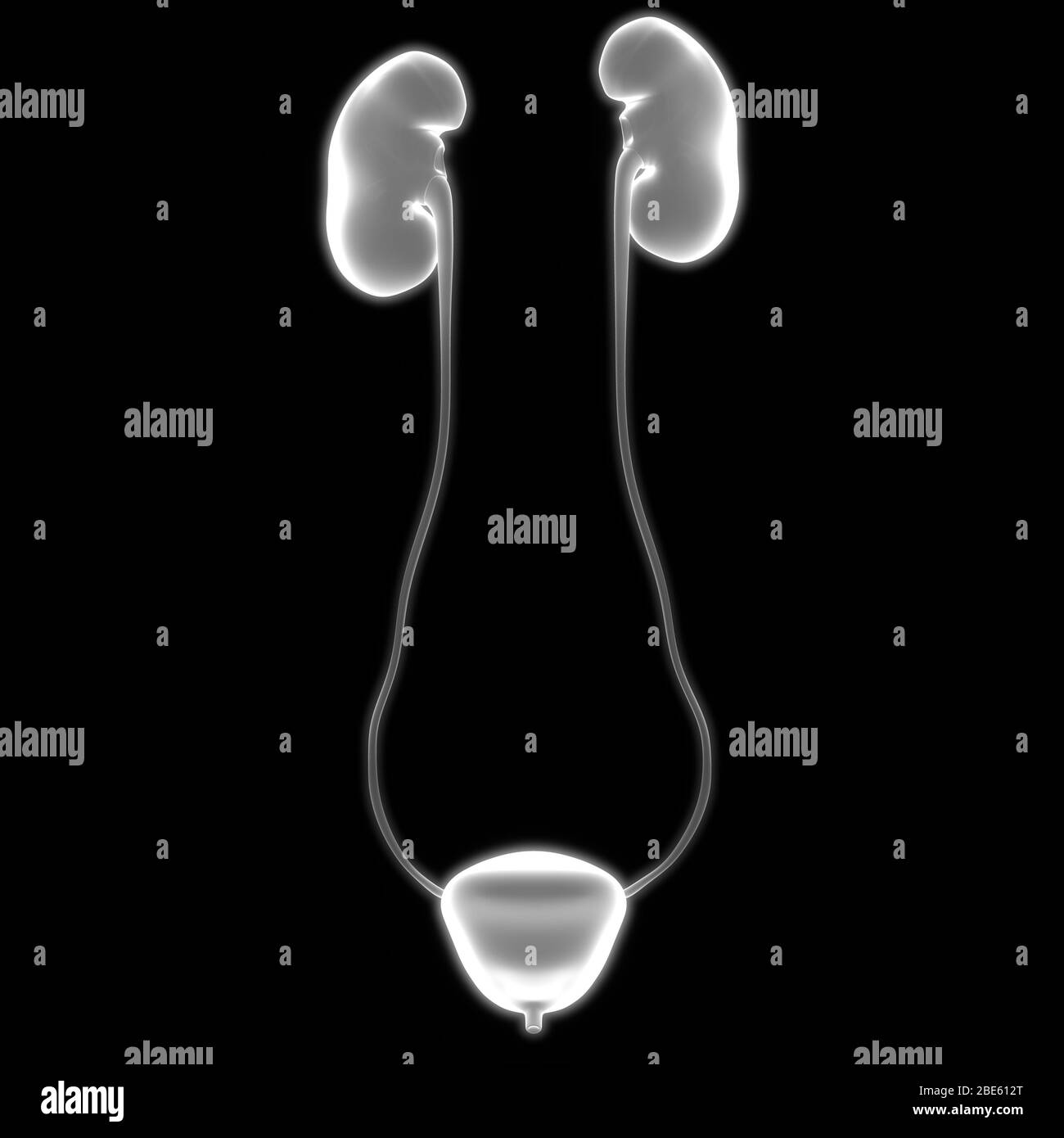 Menschliche innere Organe Harnsystem Nieren mit Blase Anatomie. 3D ...