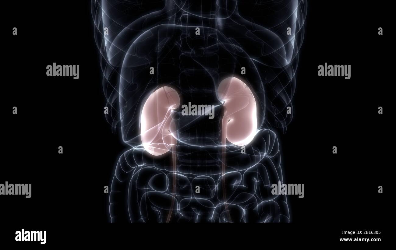 Menschliche Innere Organe Harnsystem Nieren Anatomie. 3D ...