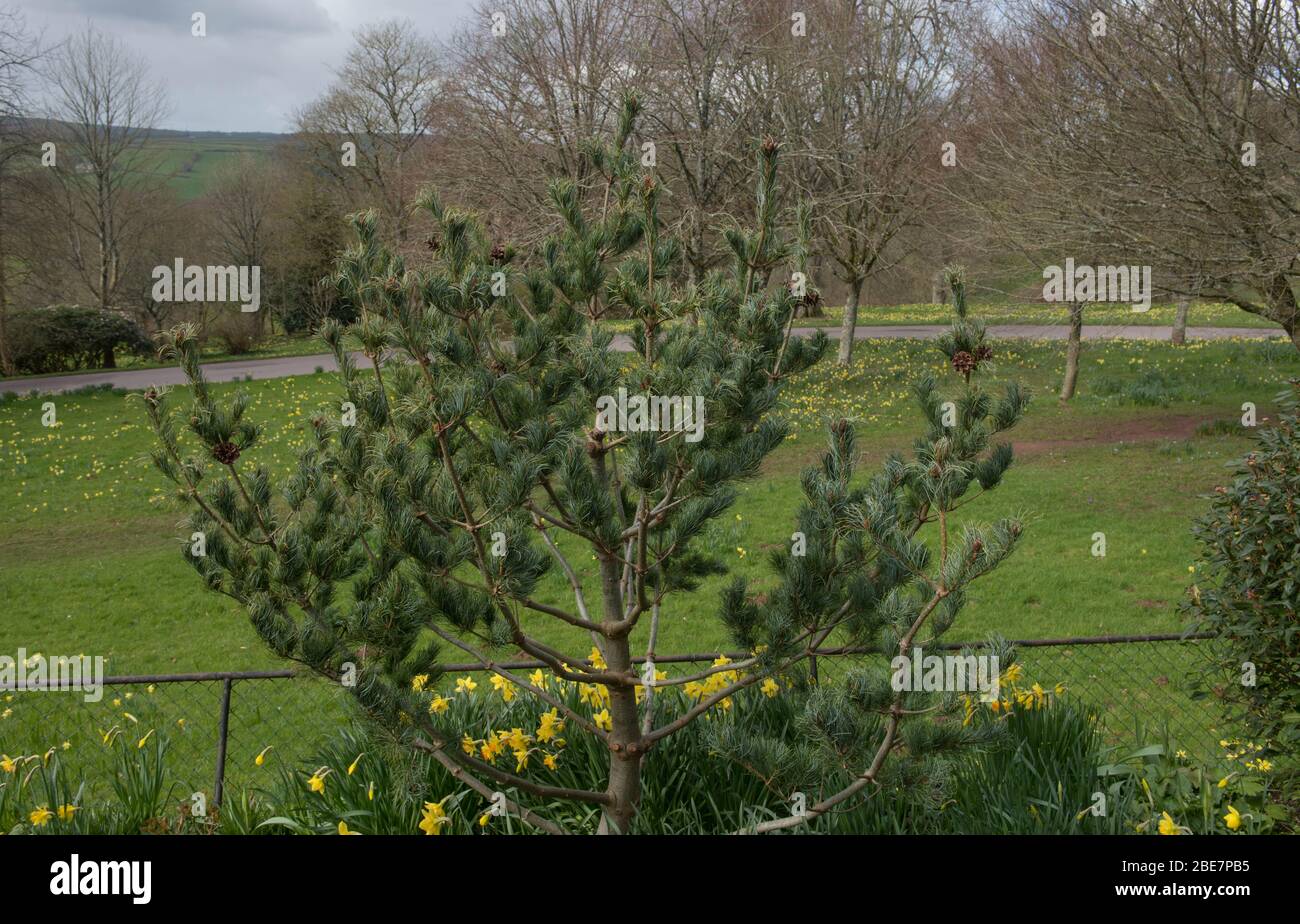 Pinus parviflora -Fotos und -Bildmaterial in hoher Auflösung – Alamy