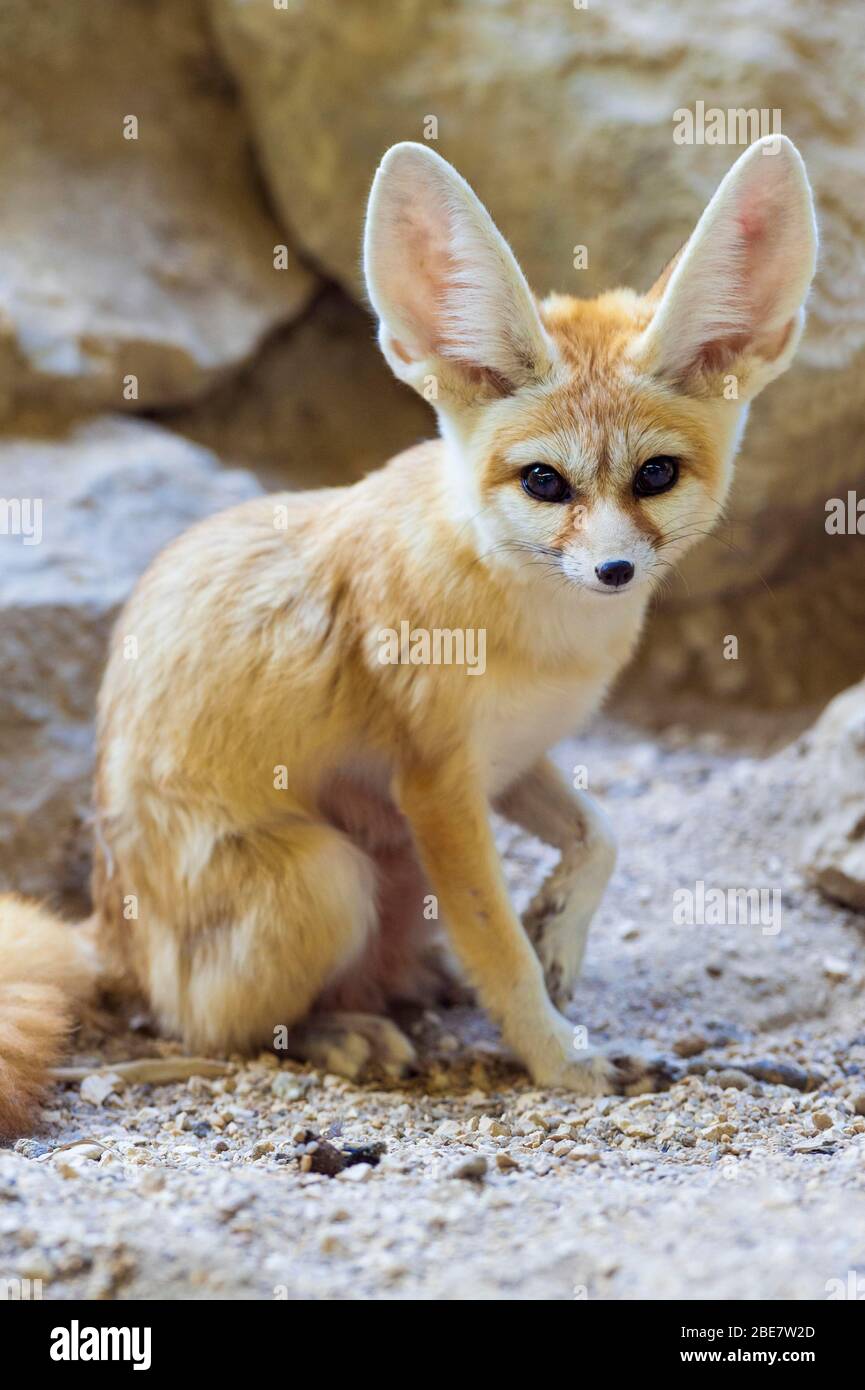 Fennek fuchs vulpes zerda -Fotos und -Bildmaterial in hoher Auflösung ...