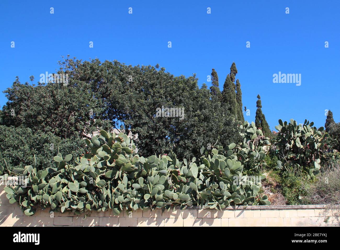 Malta Vegetation Stockfotos und -bilder Kaufen - Alamy