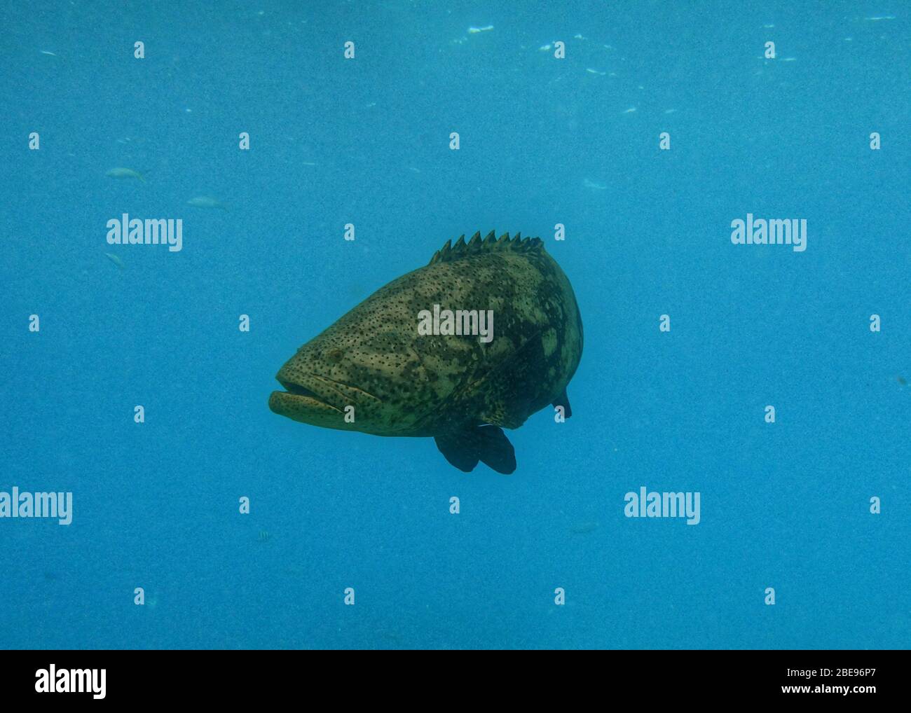 Florida goliath zackenbarsch -Fotos und -Bildmaterial in hoher ...