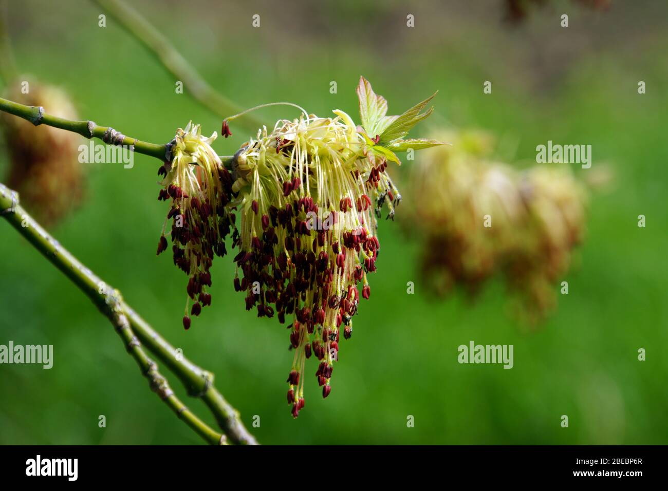 Eschen-Ahorn (Acer negundo) maennliche Bluethen, Insel Poel ...