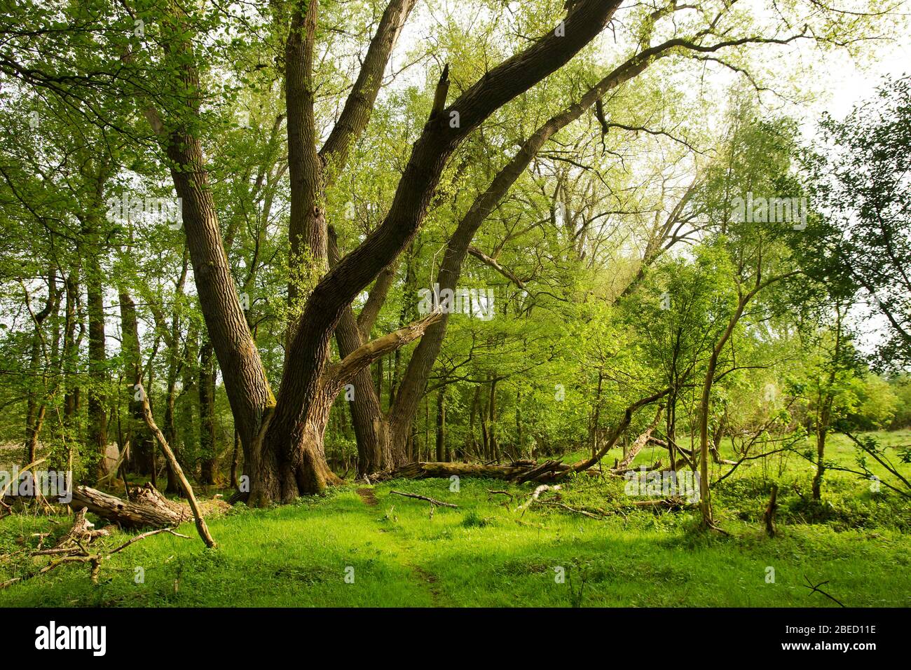große Pappeln am Bogensee Stockfotografie - Alamy