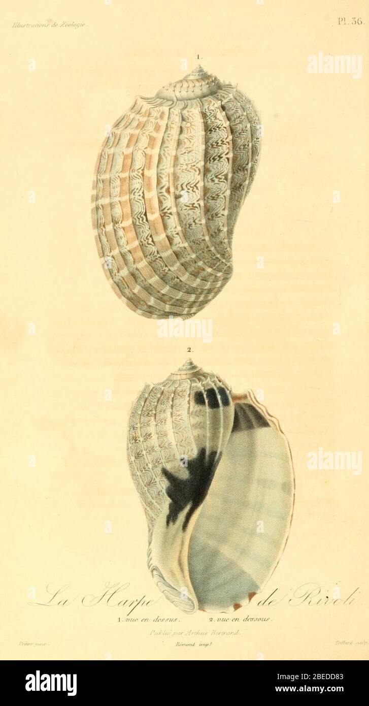 Harpa crenata -Fotos und -Bildmaterial in hoher Auflösung – Alamy