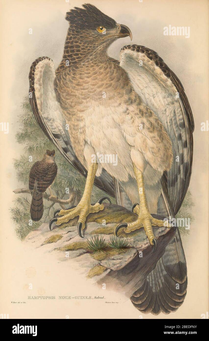 Harpyopsis novaeguineae - die Vögel von Neuguinea Stockfotografie - Alamy