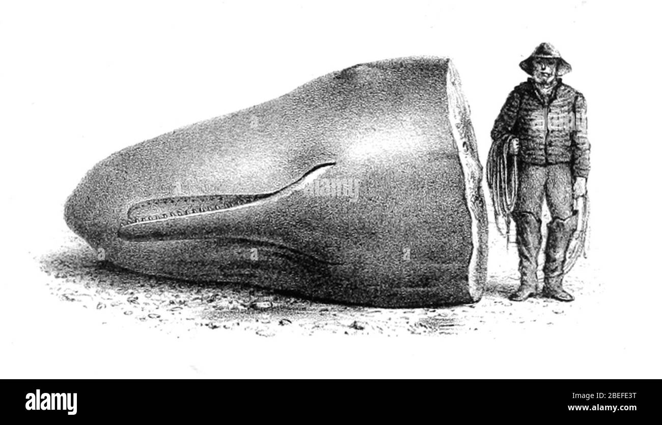 Pottwal kopf -Fotos und -Bildmaterial in hoher Auflösung – Alamy