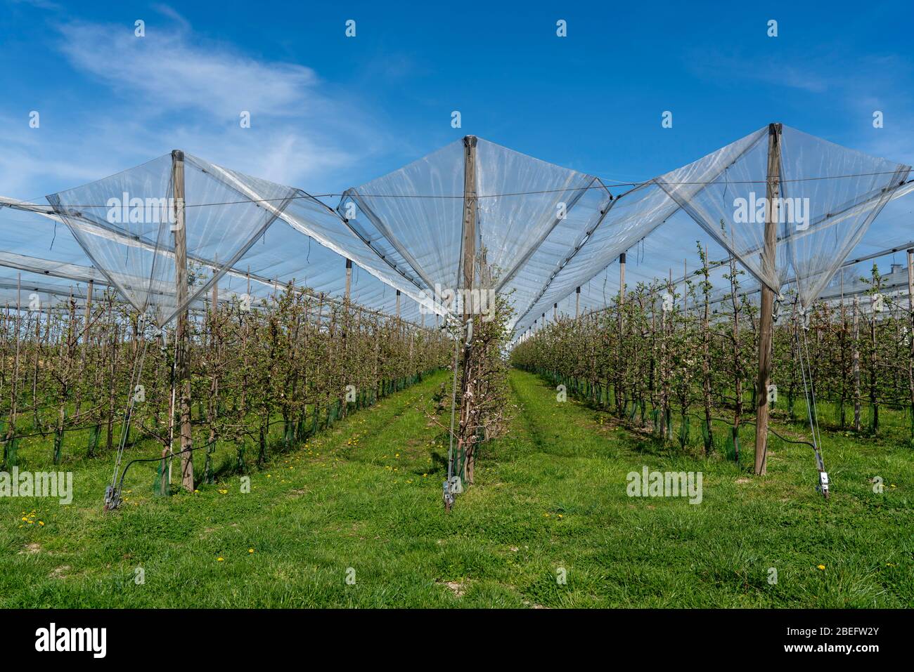 Apfelplantage am Buchholzhof in Essen-Kettwig, Deutschland ...
