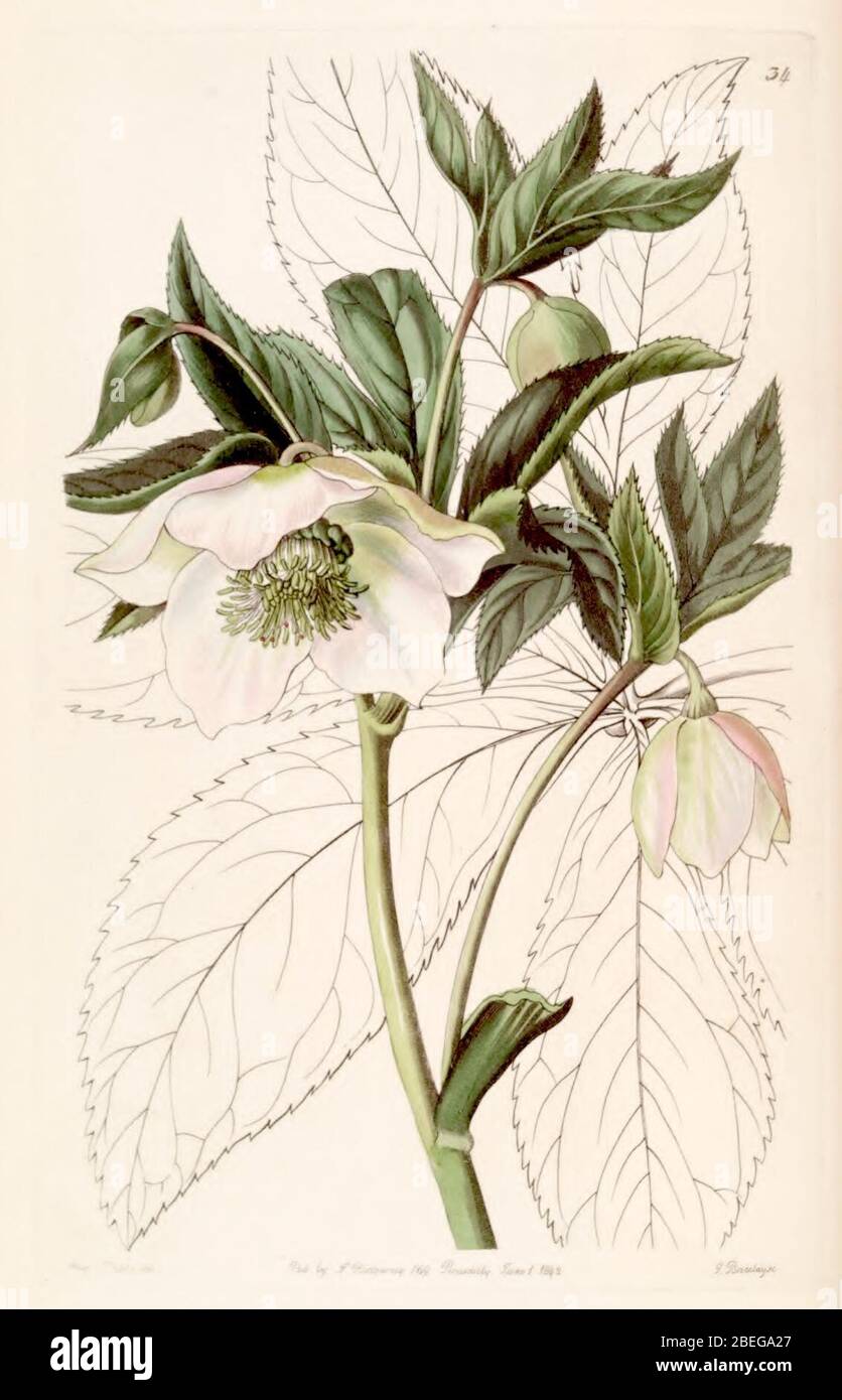 Helleborus olympicus -Fotos und -Bildmaterial in hoher Auflösung – Alamy