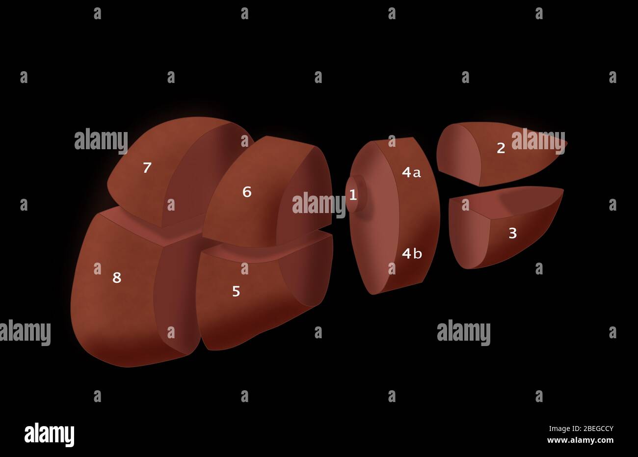 Liver anatomy segments -Fotos und -Bildmaterial in hoher Auflösung – Alamy