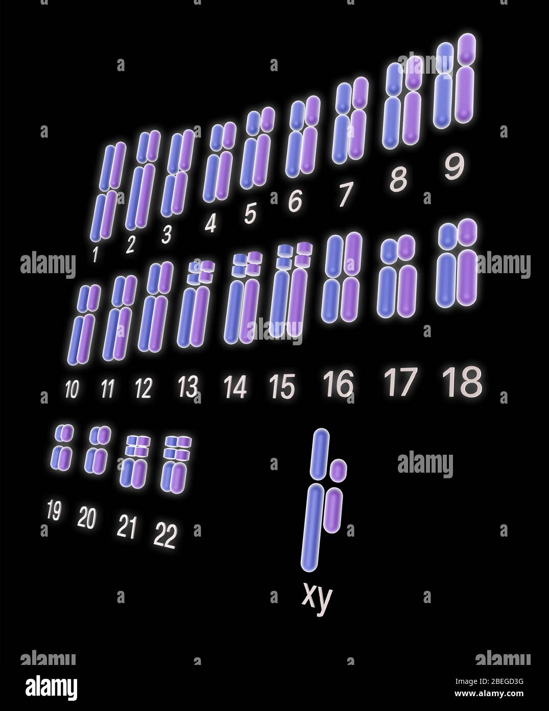 Karyotype Male Stockfotos und -bilder Kaufen - Alamy