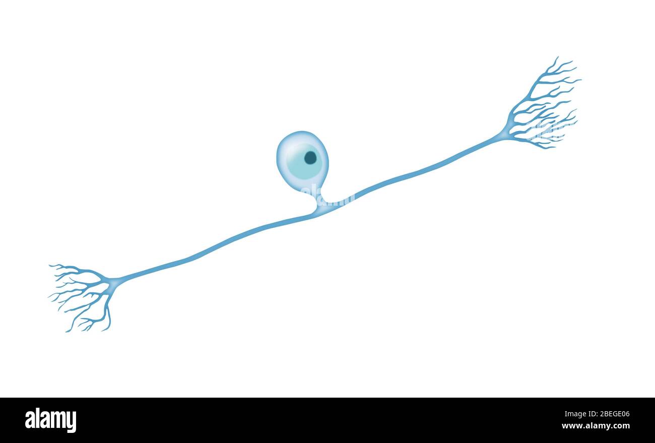 Pseudounipolares neuron -Fotos und -Bildmaterial in hoher Auflösung – Alamy