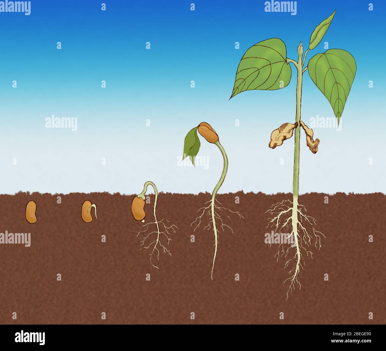 Prozess der samenkeimung -Fotos und -Bildmaterial in hoher Auflösung ...