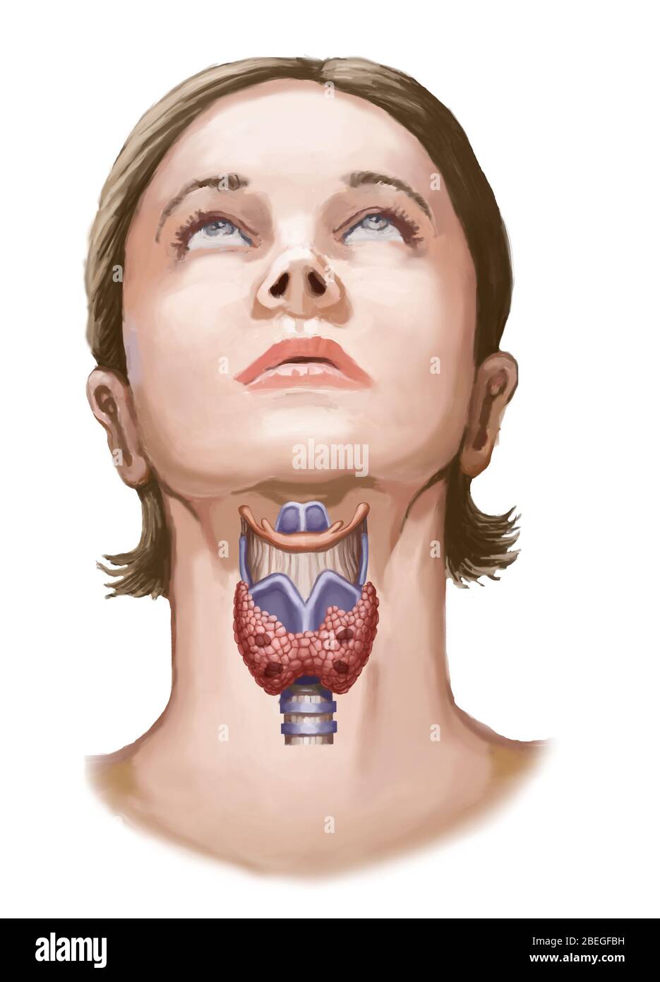 Human larynx anatomy Ausgeschnittene Stockfotos und -bilder - Alamy