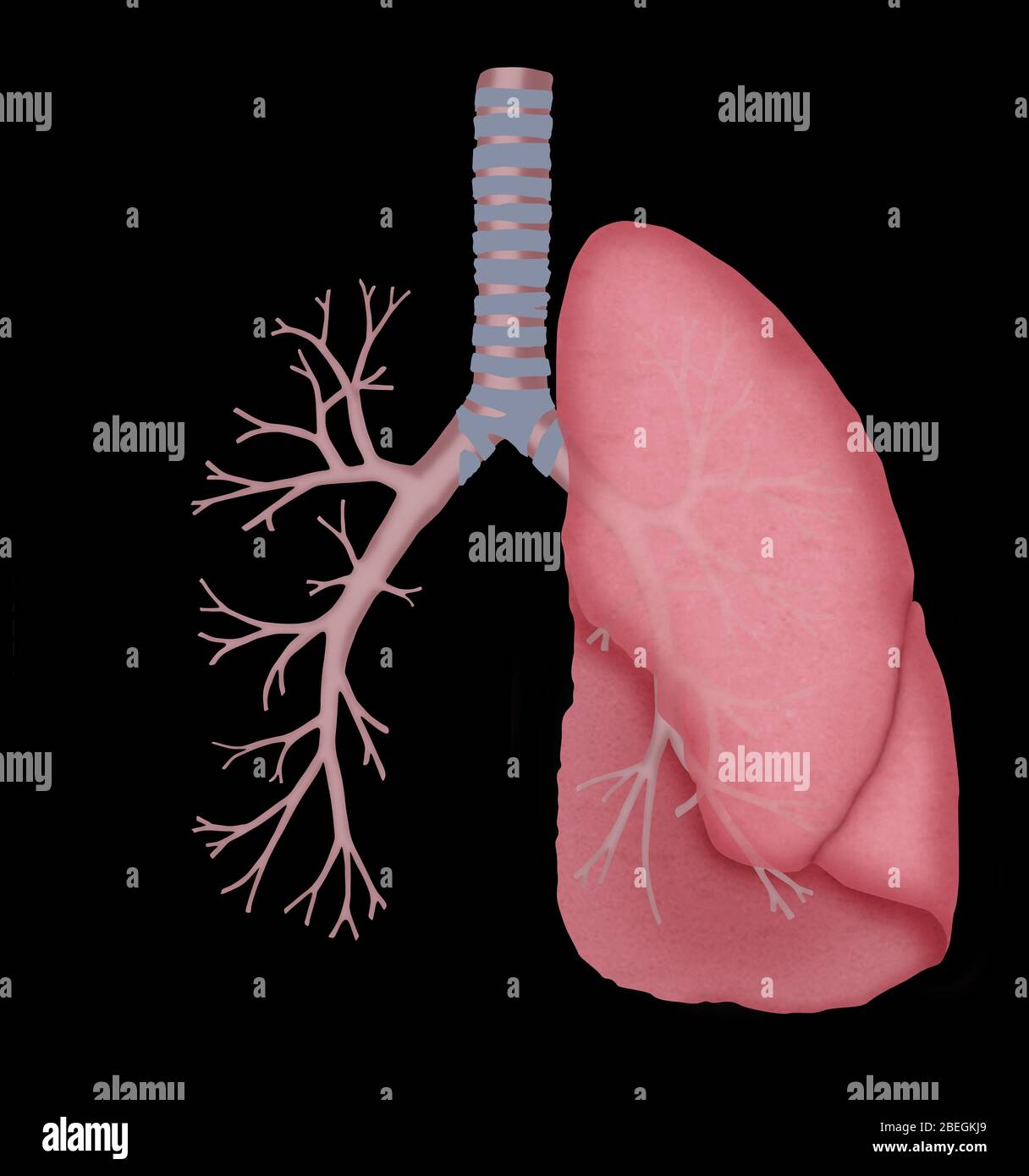 Bronchi bronchial tubes -Fotos und -Bildmaterial in hoher Auflösung – Alamy