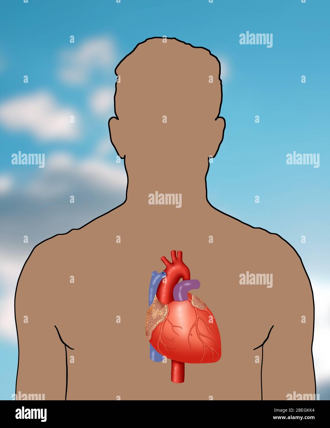 Herz position -Fotos und -Bildmaterial in hoher Auflösung – Alamy