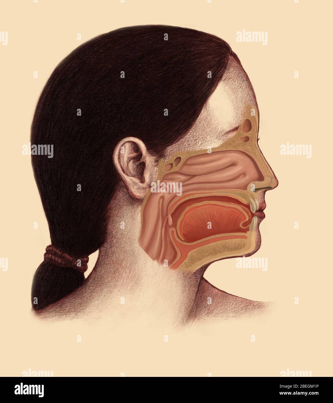 Larynx drawing -Fotos und -Bildmaterial in hoher Auflösung - Seite 4 ...