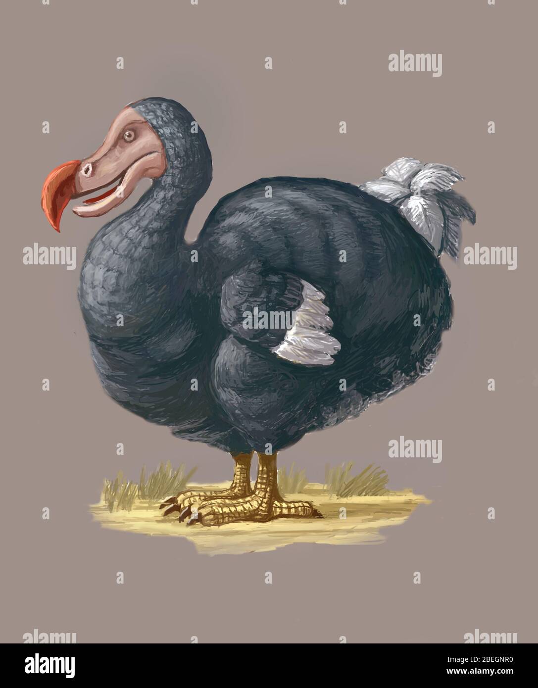 Dodo illustration -Fotos und -Bildmaterial in hoher Auflösung – Alamy