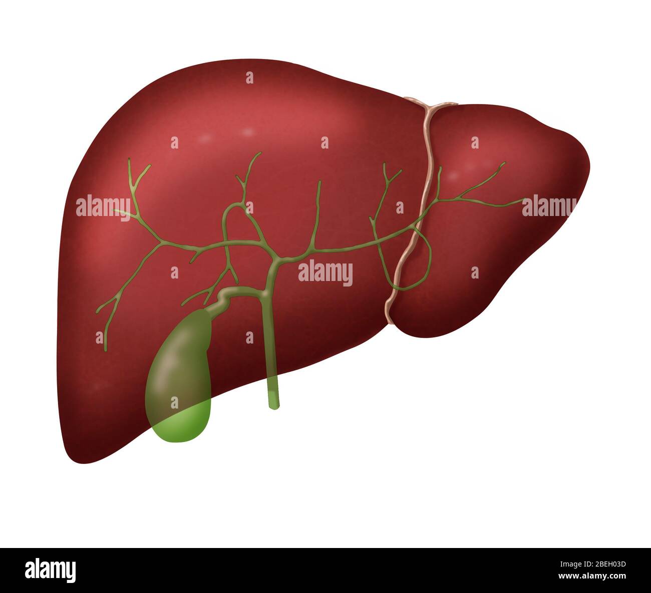Leber anatomie Ausgeschnittene Stockfotos und -bilder - Alamy
