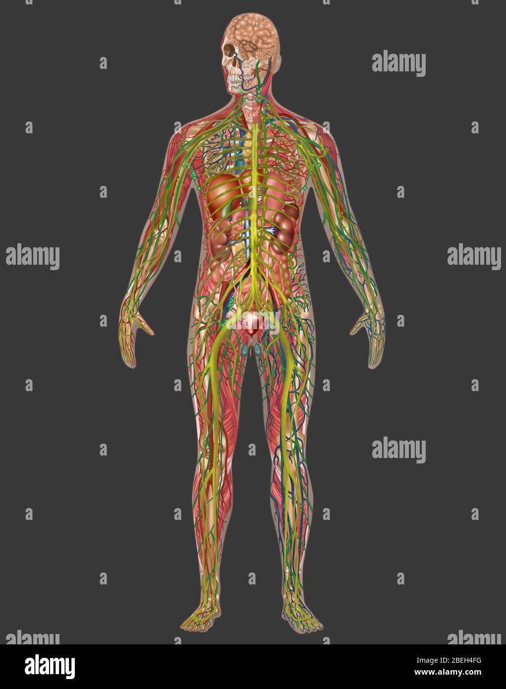Menschliche anatomie innere organe -Fotos und -Bildmaterial in hoher ...