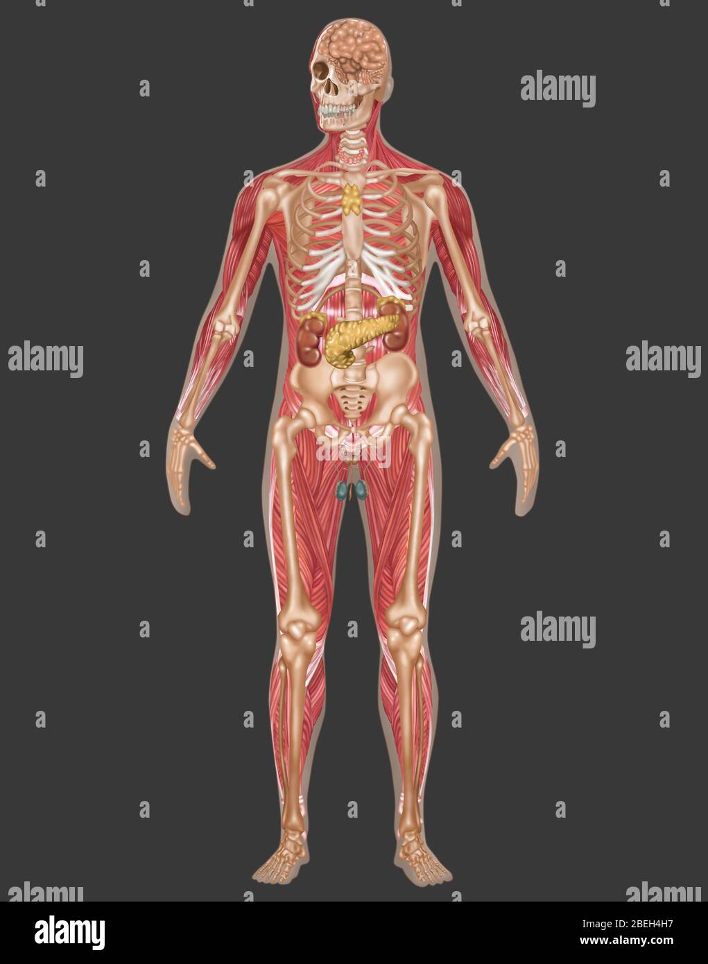 Male muscular system -Fotos und -Bildmaterial in hoher Auflösung – Alamy