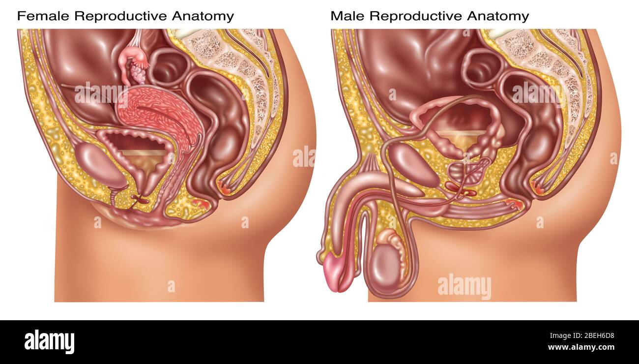 Weibliche & Männliche Reproduktive Anatomie, Illustration Stockfotografie - Alamy