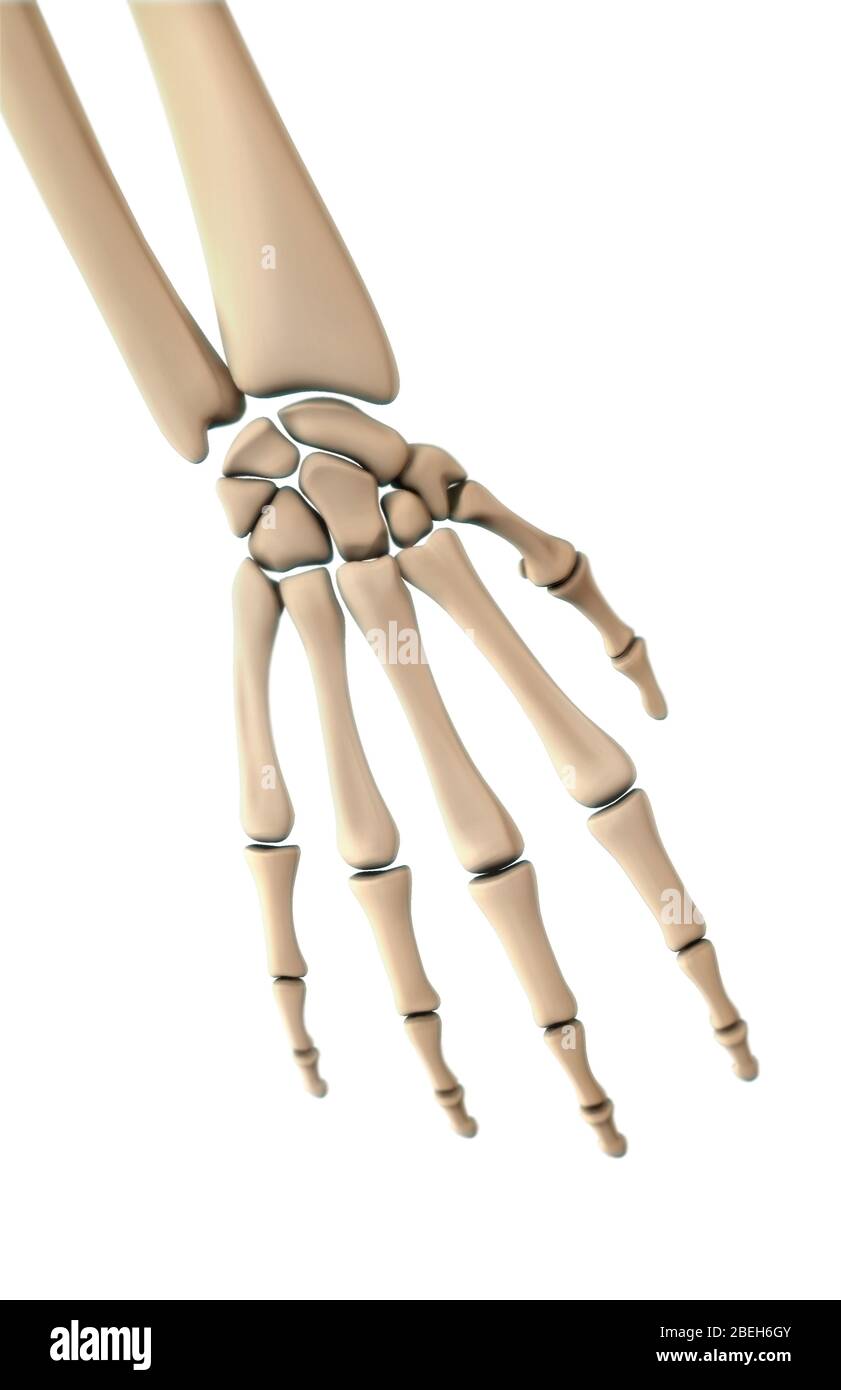 Dorsales handgelenk -Fotos und -Bildmaterial in hoher Auflösung – Alamy