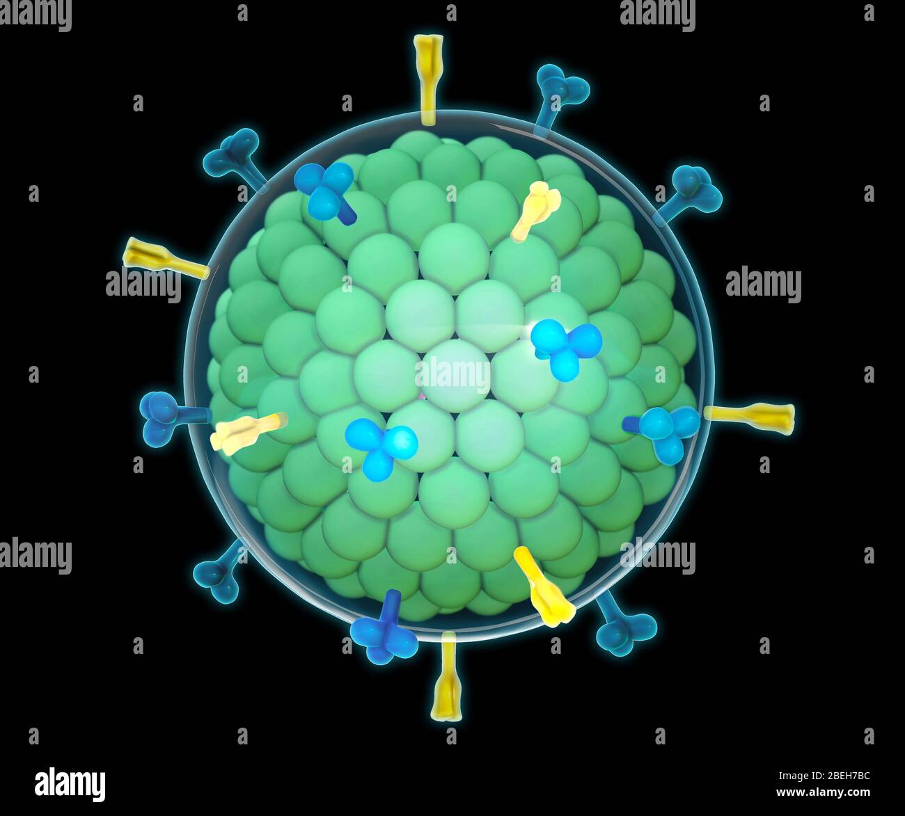 Masernvirus modell -Fotos und -Bildmaterial in hoher Auflösung – Alamy