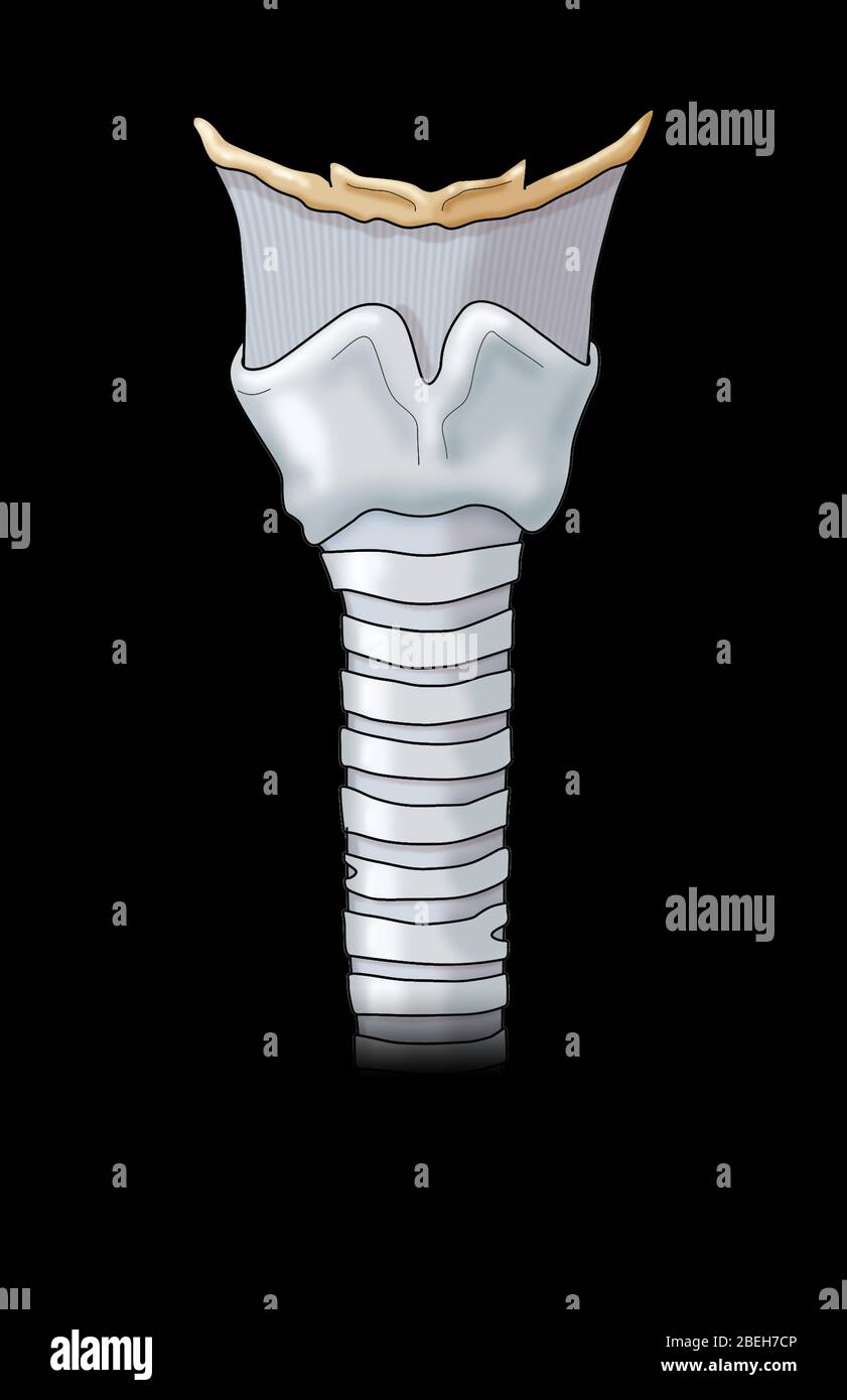 Kehlkopf anatomie -Fotos und -Bildmaterial in hoher Auflösung – Alamy